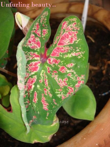 GARDEN BLOG INDIA GROWING CALADIUMS 010 – GARDENING FOR BEGINNERS