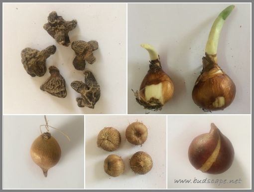 Flower Bulb Identification Chart Flower Bulb Identification Chart