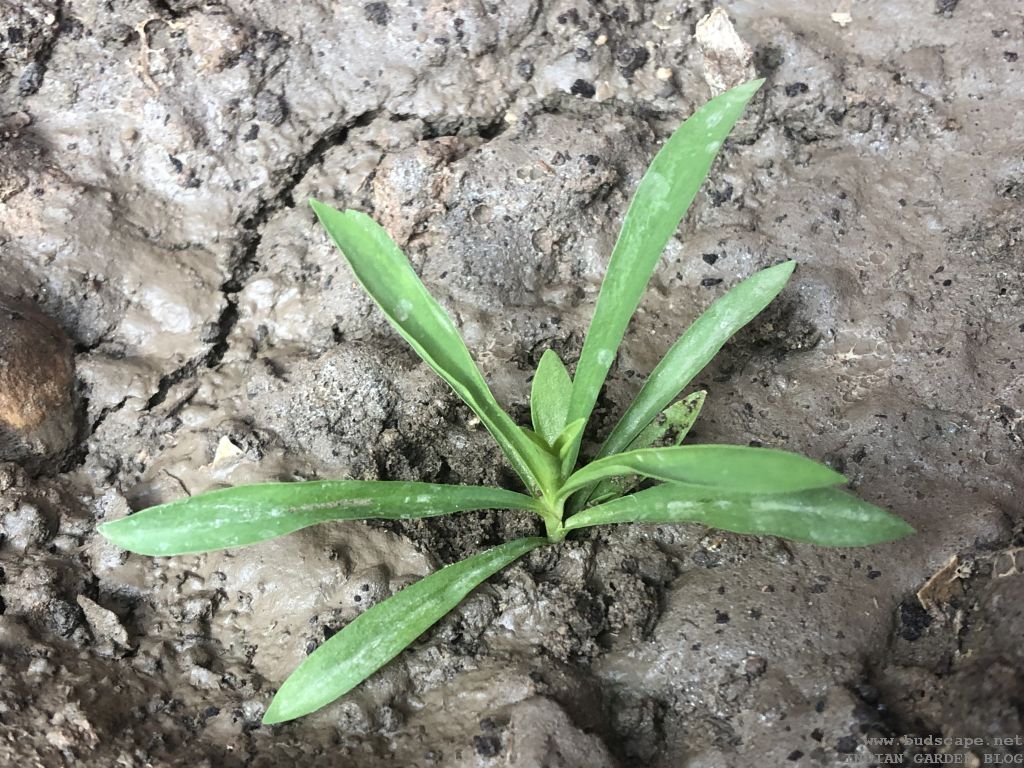 FLOWER SEEDLING IDENTIFICATION Winter Spring Edition GARDENING 