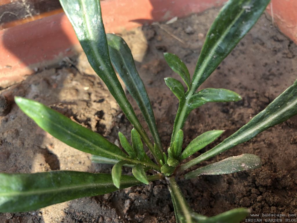 FLOWER SEEDLING IDENTIFICATION Winter Spring Edition GARDENING 