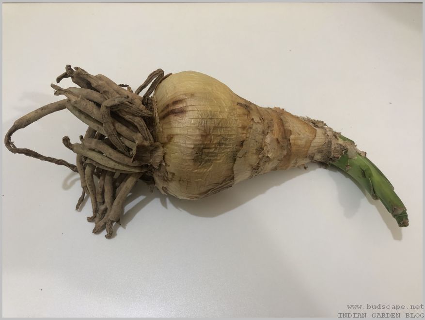 FLOWER BULBS IDENTIFICATION SUMMER GARDENING FOR BEGINNERS