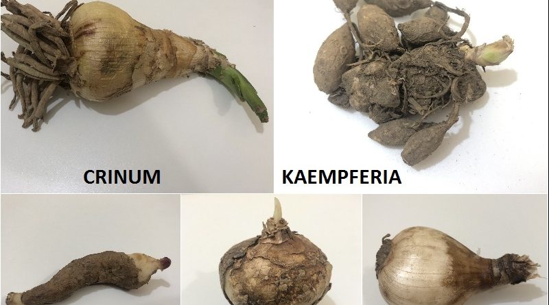 FLOWER BULBS IDENTIFICATION SUMMER GARDENING FOR BEGINNERS