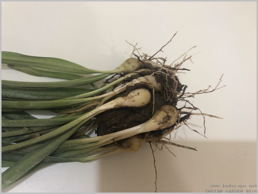 FLOWER BULBS IDENTIFICATION SUMMER GARDENING FOR BEGINNERS