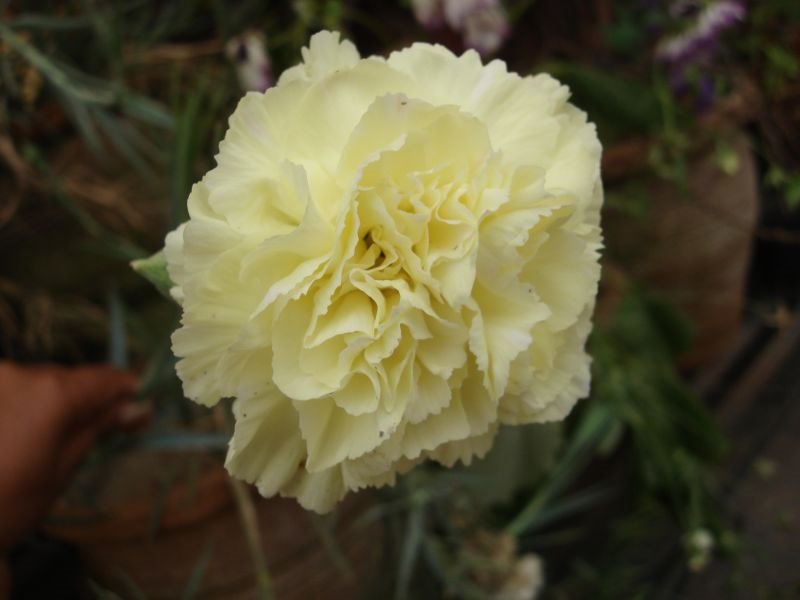 carnation-lemon-yellow – GARDENING FOR BEGINNERS