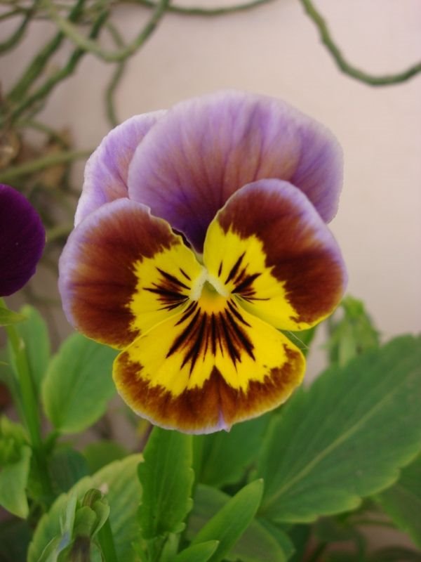 pansy-purple-maroon | GARDENING FOR BEGINNERS