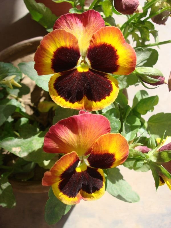 pansy-yellow-maroon – GARDENING FOR BEGINNERS