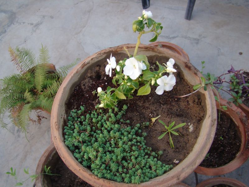 impateins-white-succulent-carnation-seedling – GARDENING FOR BEGINNERS