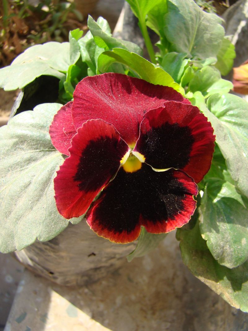 pansy-red-maroon-hybrid – GARDENING FOR BEGINNERS