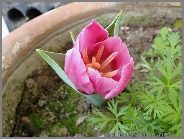GROWING TULIPS IN NORTH INDIA – GARDENING FOR BEGINNERS