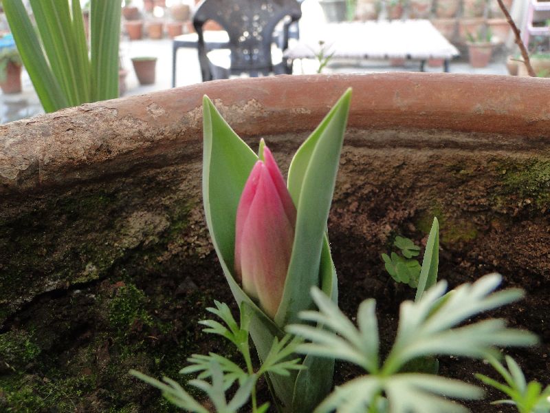 tulip-bud-emerging-pink – GARDENING FOR BEGINNERS