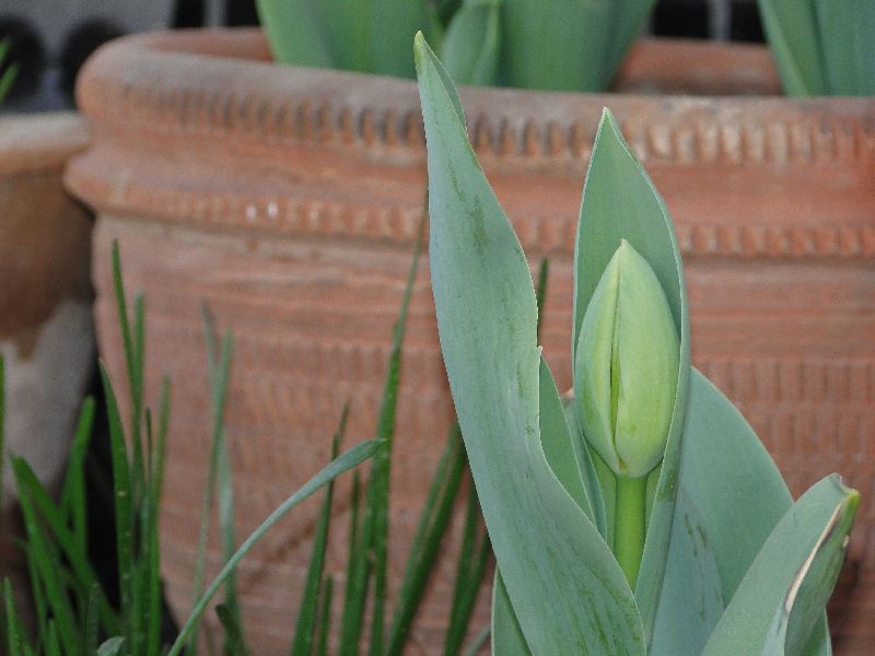 tulip-bud – GARDENING FOR BEGINNERS