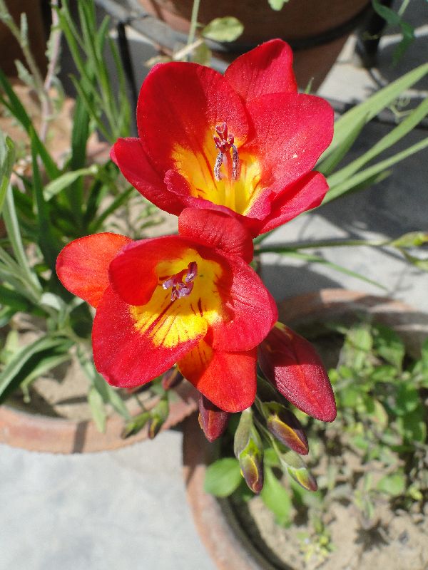 FREESIA RED N YELLOW – GARDENING FOR BEGINNERS