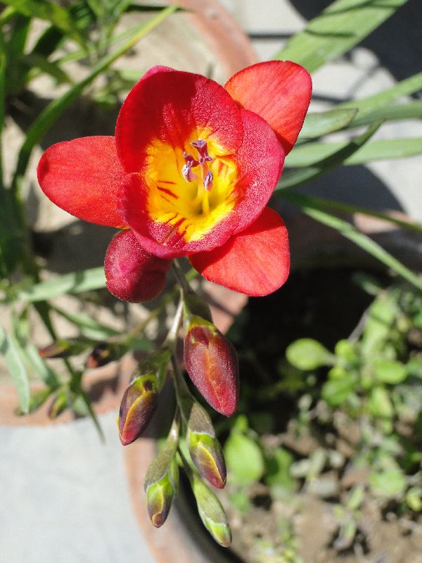 FREESIA – GARDENING FOR BEGINNERS