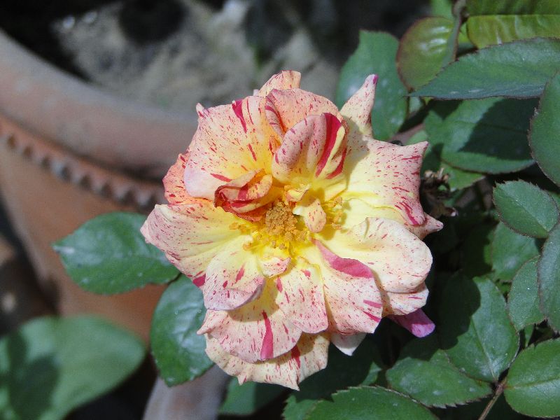 ROSE ABHISARIKA – GARDENING FOR BEGINNERS