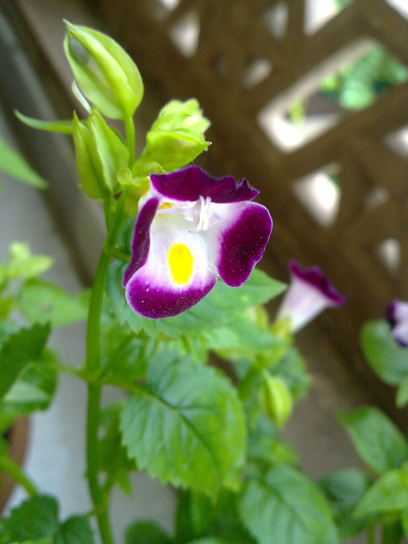 TORENIAS…. | GARDENING FOR BEGINNERS