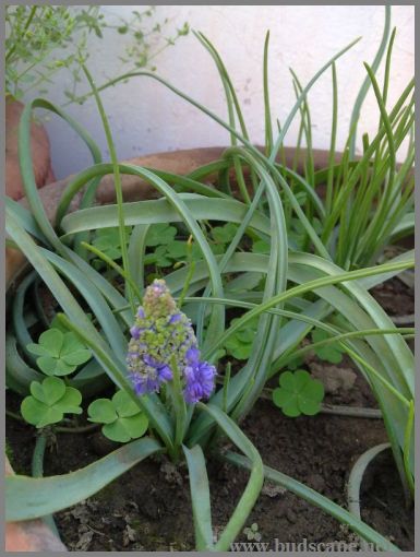 blue-muscari-from-bulbs – GARDENING FOR BEGINNERS