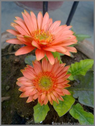 peach-gerberas-hybrid – GARDENING FOR BEGINNERS
