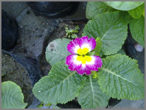 primula-from-seed – GARDENING FOR BEGINNERS