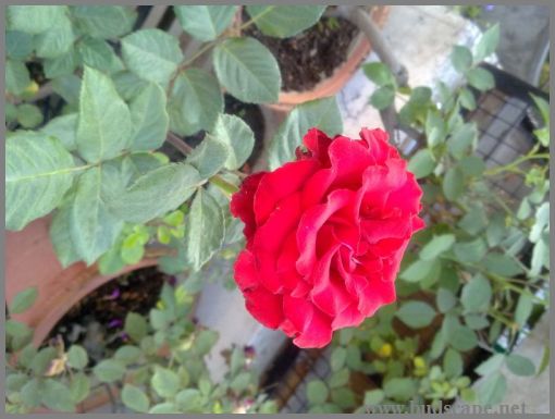 red-rose-plant-in-pot – GARDENING FOR BEGINNERS