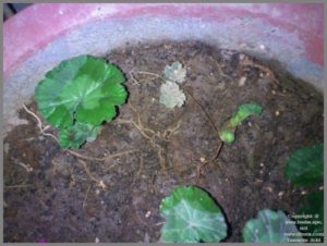 The story of how i ended up propagating geraniums in water by accident ...