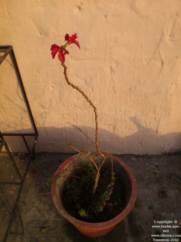 COLOR CHANGING ROSE – GARDENING FOR BEGINNERS