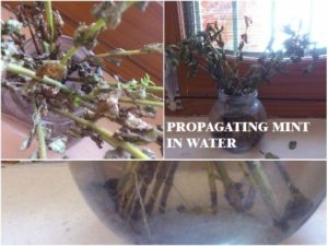 propagating-mint-in-water – GARDENING FOR BEGINNERS