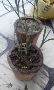 Rooting carnation flower stem cuttings – GARDENING FOR BEGINNERS
