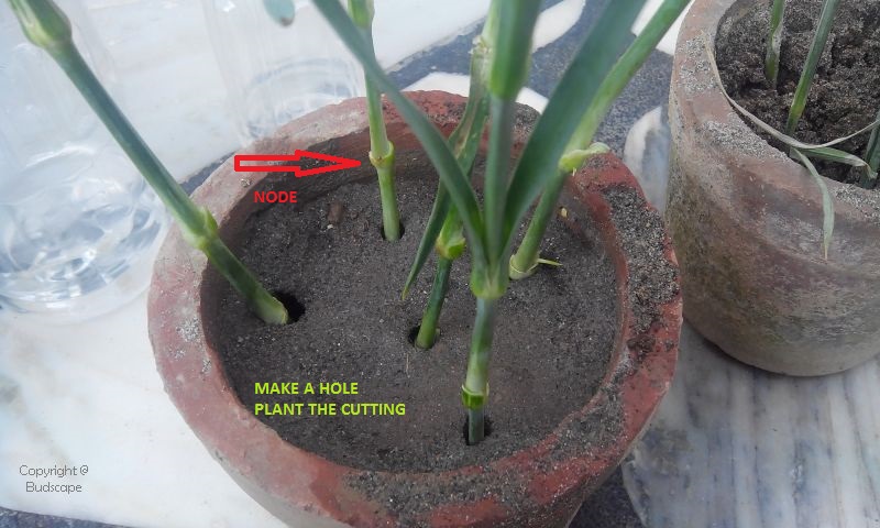 Rooting carnation flower stem cuttings – GARDENING FOR BEGINNERS