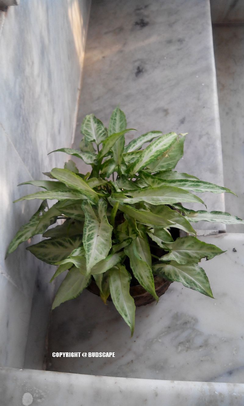 SYNGONIUM VARIEGATED – GARDENING FOR BEGINNERS