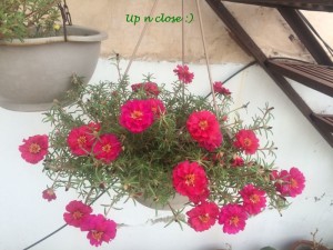 GROWING PORTULACAS | GARDENING FOR BEGINNERS