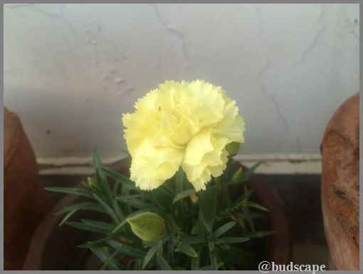 carnation-lilipot-geraniums-01 – GARDENING FOR BEGINNERS