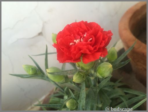 carnation-lilipot-geraniums-02 – GARDENING FOR BEGINNERS