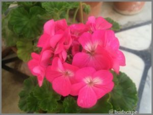 carnation-lilipot-geraniums-04 – GARDENING FOR BEGINNERS