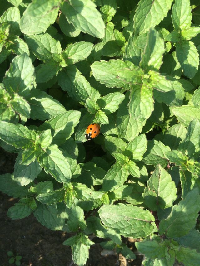 BUDSCAPE GARDEN BLOG INDIA LADYBUG – GARDENING FOR BEGINNERS