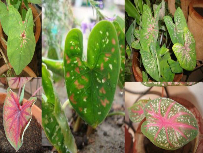 How to grow and care for CALADIUMS – GARDENING FOR BEGINNERS