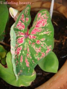 How to grow and care for CALADIUMS | GARDENING FOR BEGINNERS