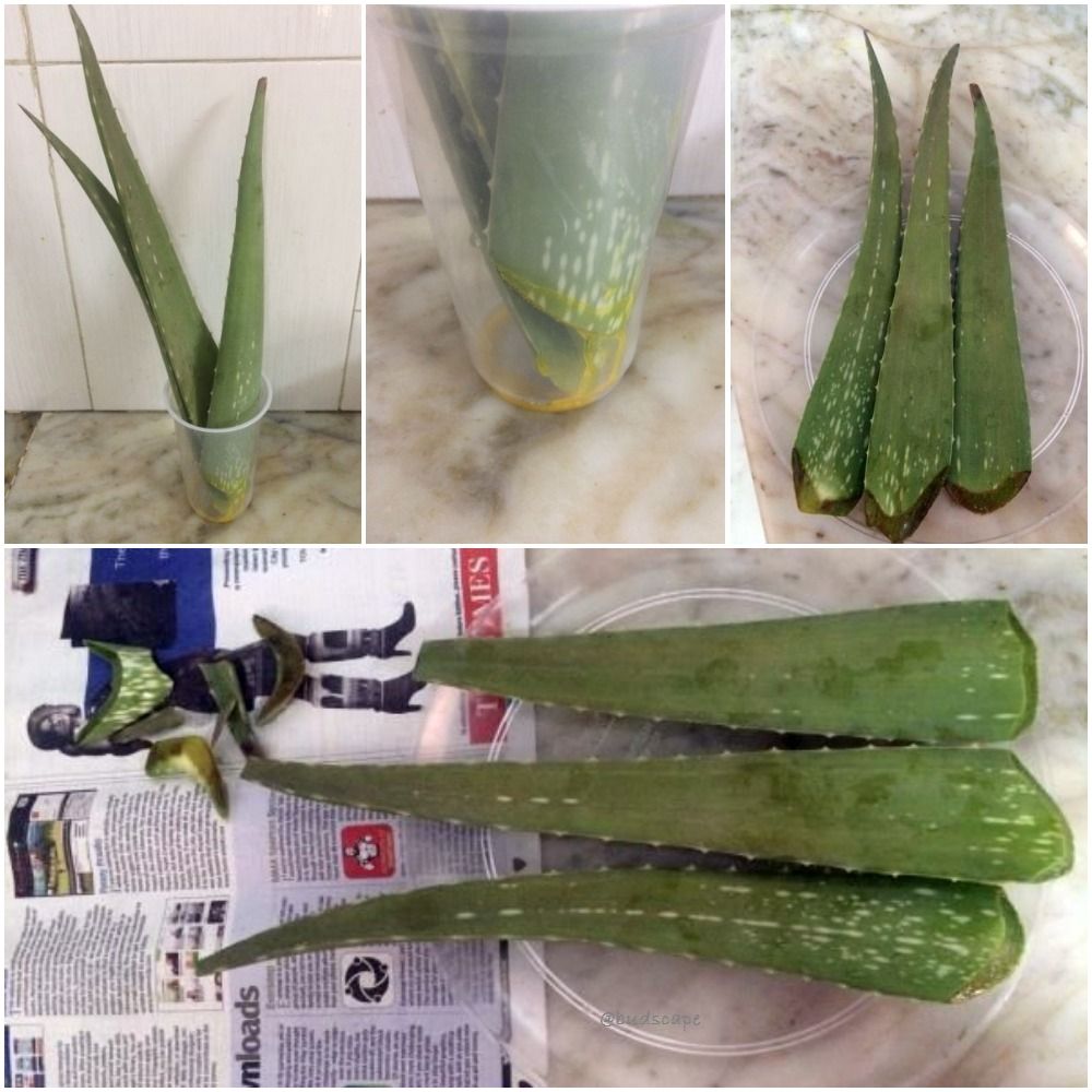 Make Aloe Vera Gel at home – DIY – GARDENING FOR BEGINNERS