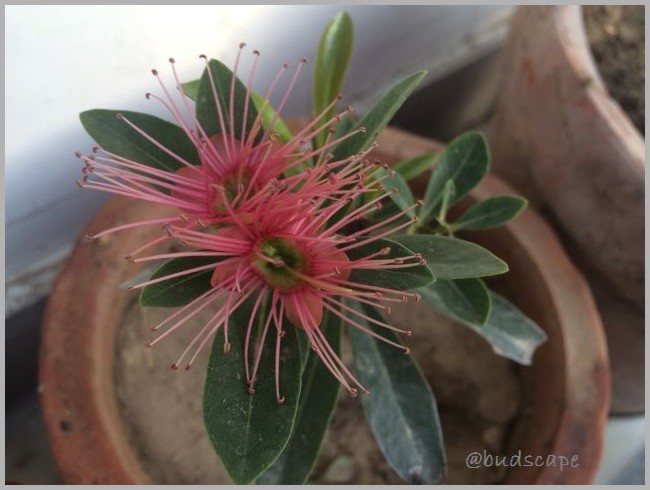 MONSOON BLOOMS | GARDENING FOR BEGINNERS