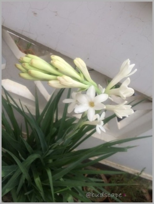 GARDEN BLOG INDIA MONSOON FLOWERS TUBEROSE RAJNIGANDHA04 – GARDENING ...