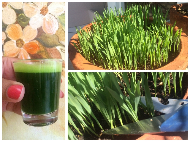 WHEATGRASS BENEFITS INDIAN GARDEN BLOG – GARDENING FOR BEGINNERS
