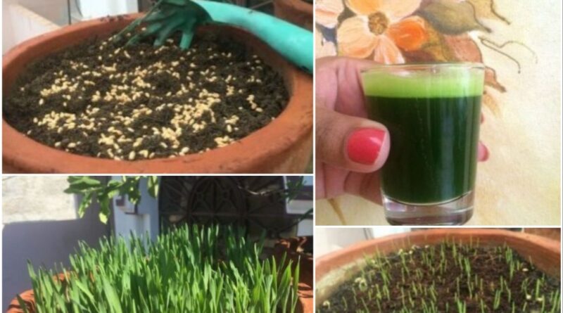 EASY WAY TO GROW WHEATGRASS AT HOME – GARDENING FOR BEGINNERS