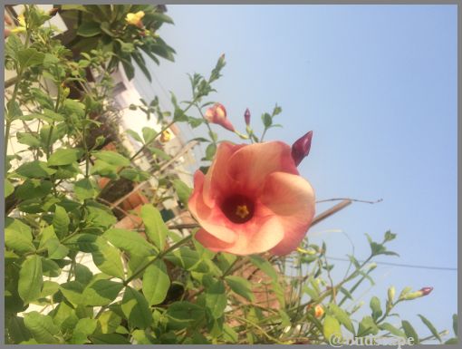 red-alamanda-creeper – GARDENING FOR BEGINNERS