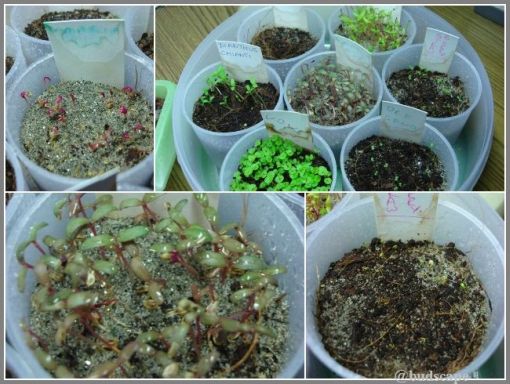 MY SEED SOWING EXPERIMENTS – GARDENING FOR BEGINNERS