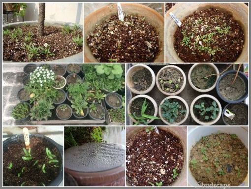 seed-sowing-methods-13 – GARDENING FOR BEGINNERS
