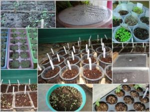 MY SEED SOWING EXPERIMENTS – GARDENING FOR BEGINNERS
