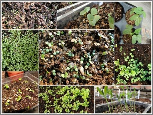 MY SEED SOWING EXPERIMENTS – GARDENING FOR BEGINNERS
