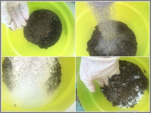 budscape-indian-garden-blog-how-to-sow-seeds-perfect-seed-sowing-mix ...