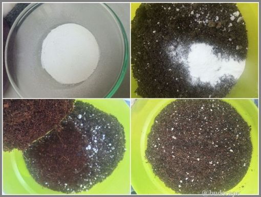 budscape-indian-garden-blog-how-to-sow-seeds-seed-sowing-mix ...