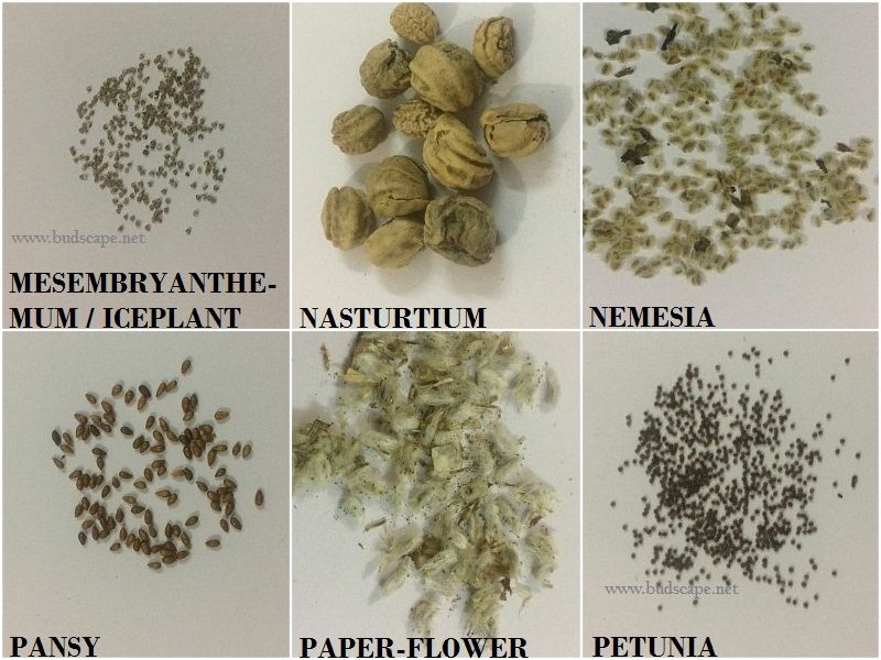 Flower seed identification chart 5 GARDENING FOR BEGINNERS