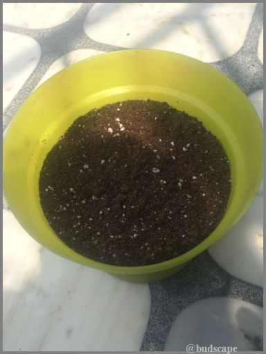 how-to-sow-seeds-ideal-seed-sowing-mix – GARDENING FOR BEGINNERS